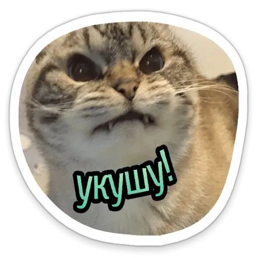 Набор стикеров для Telegram «Котики»