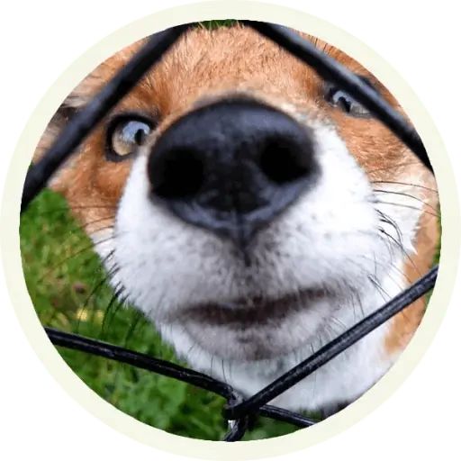 Набор стикеров для Telegram «? Лисы»