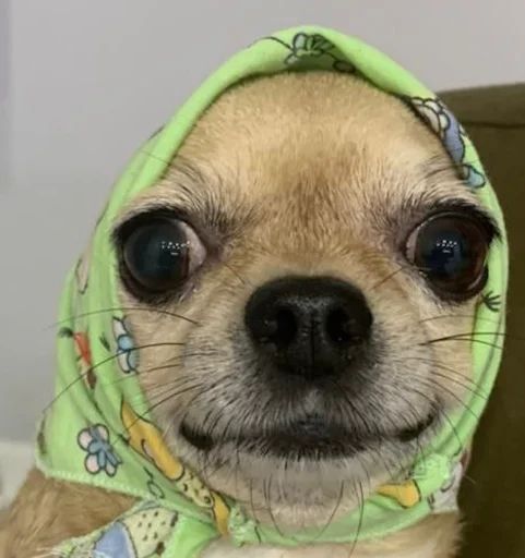 Набор стикеров для Telegram «Классные животные»