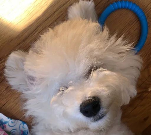 Набор стикеров для Telegram «Классные животные»